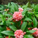 Flowers Name in Hindi And English (100+ फूल के नाम)