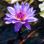 30 Flowers Name in Latin - Flowers Name Info