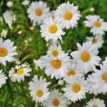 30 Flowers Name in Vietnamese