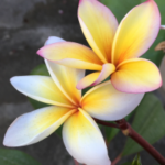 30 Flowers Name in Nepali - Flowers Name Info