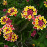 Flowers Name in Marathi (फुलांचे नाव) - Flowers Name info
