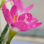 30 Flowers Name in Latin - Flowers Name Info