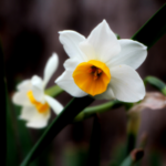 Arabic Names of Flowers - Flowers Name Info