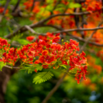 30 Flowers Name in Latin - Flowers Name Info