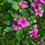 30 Flowers Name in Latin - Flowers Name Info