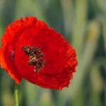 30 Flowers Name in Latin - Flowers Name Info