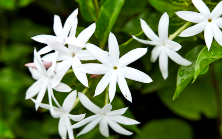 30 Flowers Name in Latin - Flowers Name Info