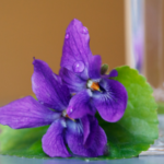 30 Flowers Name in Greek - Flowers Name Info