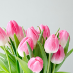 30 Flowers Name in Latin - Flowers Name Info