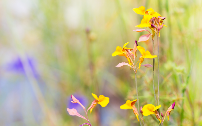 Top 10 Smallest Flowers in the World - Flowers Name Info