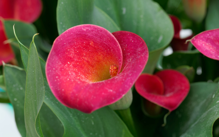 30 Flowers Name in Latin - Flowers Name Info