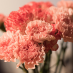 30 Flowers Name in Vietnamese