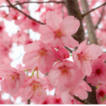 30 Flowers Name in Vietnamese