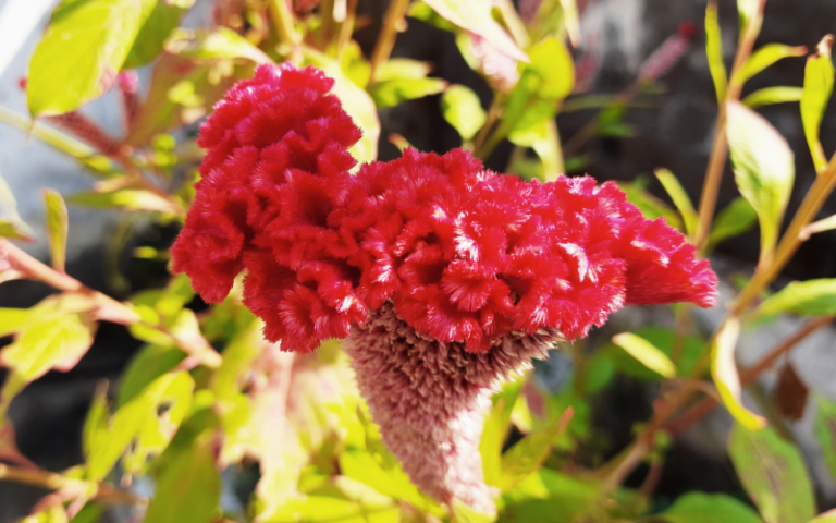 Flowers Name in Urdu (پھولوں کے نام) - Flowers Name Info