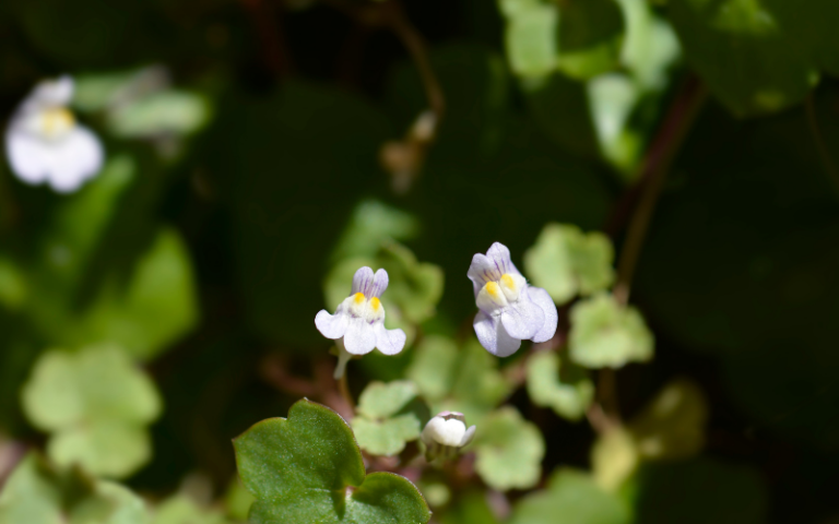 Top 10 Smallest Flowers in the World - Flowers Name Info