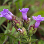 30 Flowers Name In Korean and English - Flowers Name Info