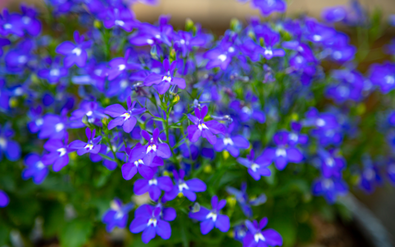 Top 10 Smallest Flowers in the World - Flowers Name Info