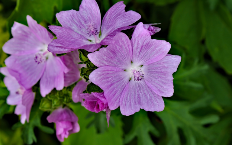 30 Flowers Name in Latin - Flowers Name Info