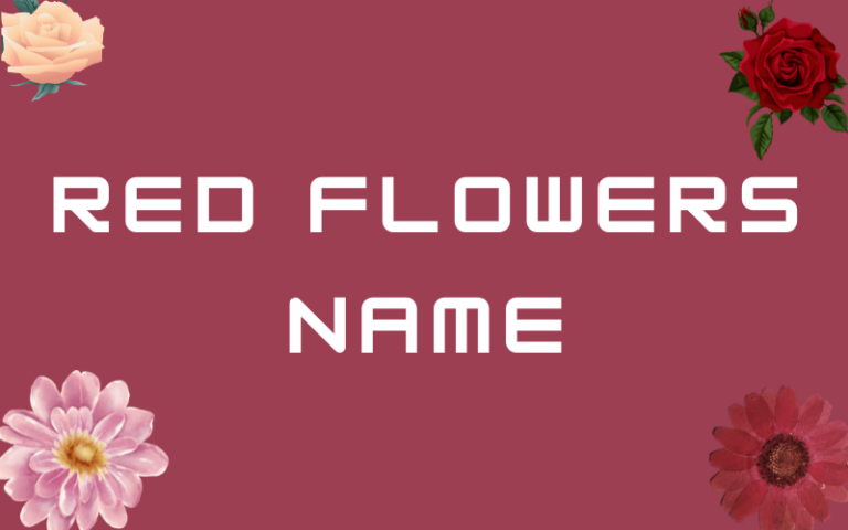40 Red Flowers Name - Flowers Name Info