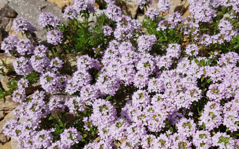 Top 10 Smallest Flowers in the World - Flowers Name Info