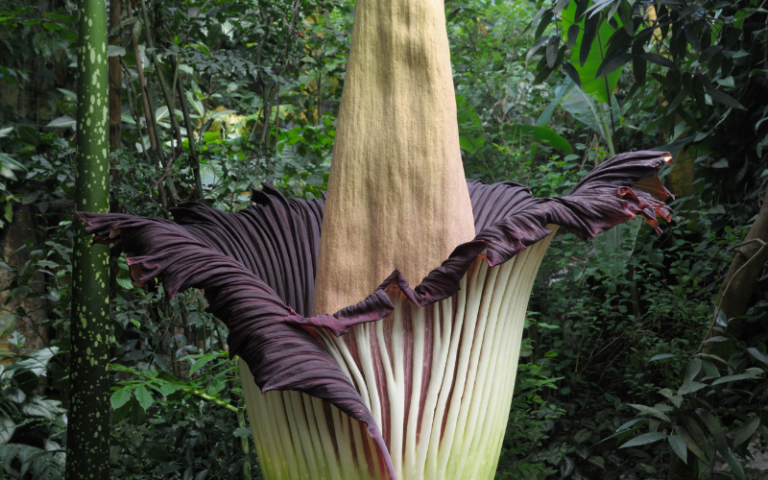 Top 10 Biggest Flowers in the World - Flowers Name Info