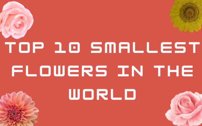 Top 10 Smallest Flowers in the World - Flowers Name Info