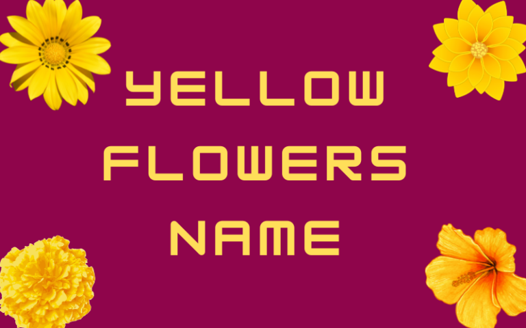 Yellow Flowers Name - Flowers Name Info